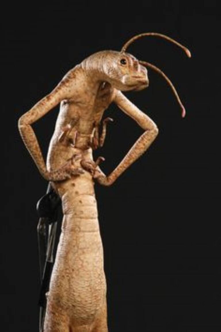 Qual o nome da barata do MIB Homens de Preto?